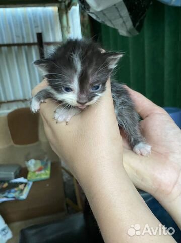 Котята от мышеловки