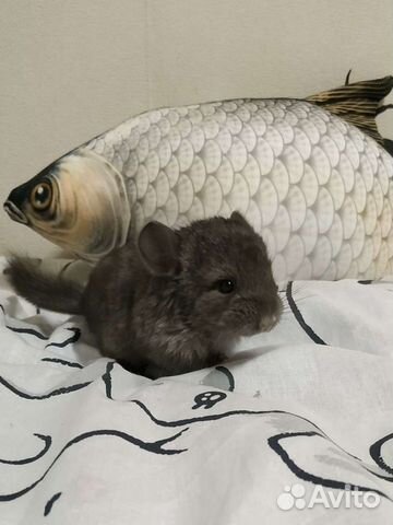 Шиншилла
