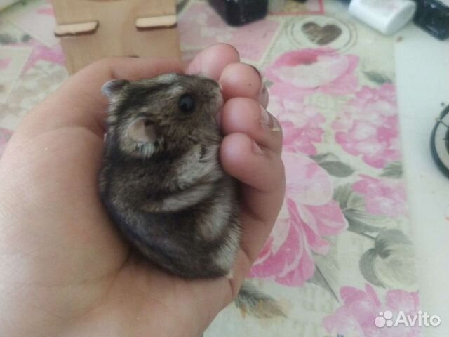 Джунгарский хомяк