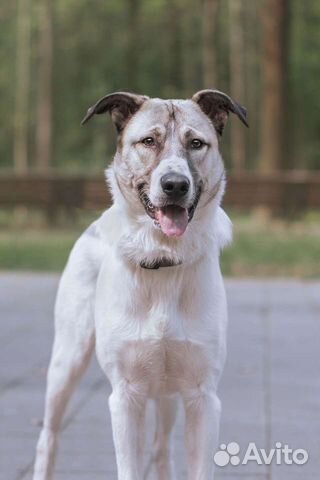 Твоя Собака - друг