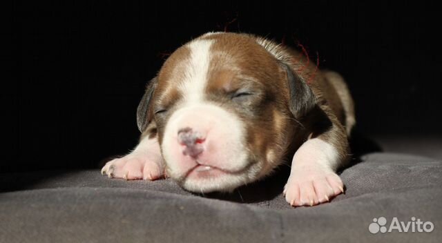 Щенки амстаффа