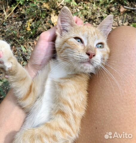 Рыжий котенок девочка в добрые руки привезу