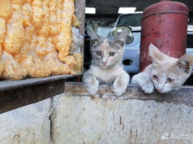 Котята в добрые руки