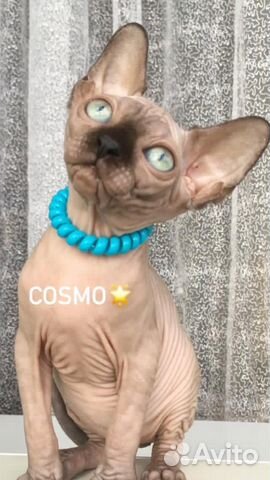 Котенок канадский сфинкс