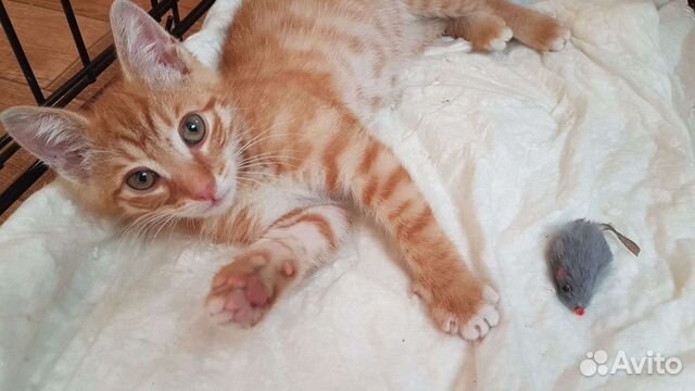 Рыжий ласковый котенок Лучик ищет дом