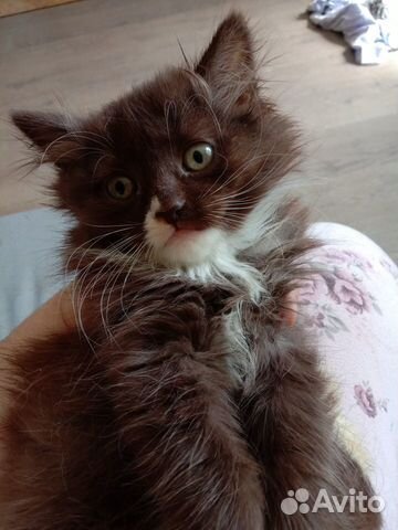 Очаровательный котейка Димка в добрые руки