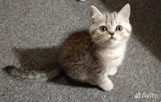 Британский котёнок