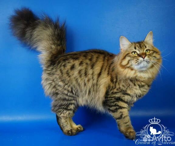 Молодая сибирская кошка с документами