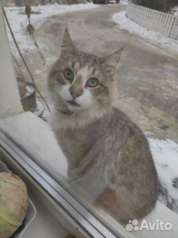 Прибился к подъезду ручной,ласковый,умный котик