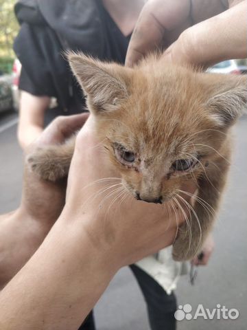 Котенок (кот) в добрые руки