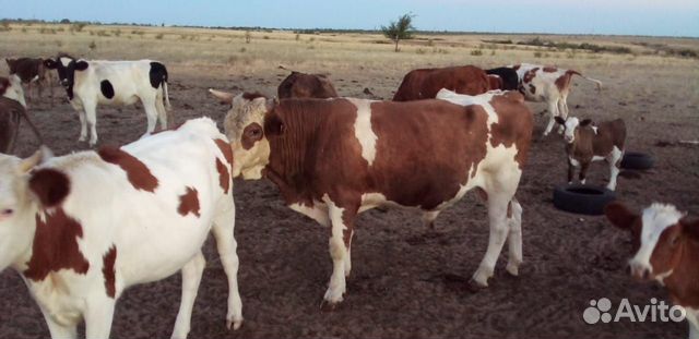 Продаётся бык