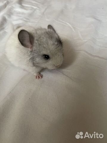 Шиншилла белый вильсон