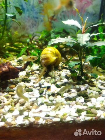 Гуппи эндлера