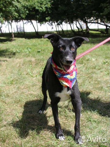 Багира в добрые руки