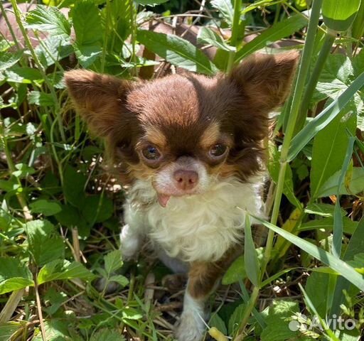 Кто потерял Чихуахуа