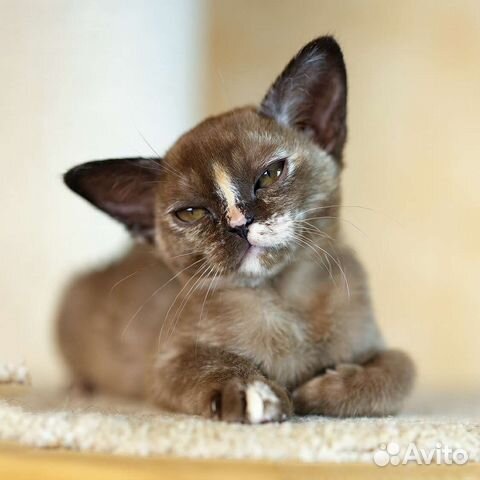 Бурманские соболиные черепашки