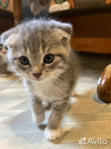 Шотландская кошечка
