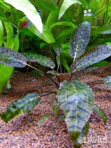 Аквариумные растения