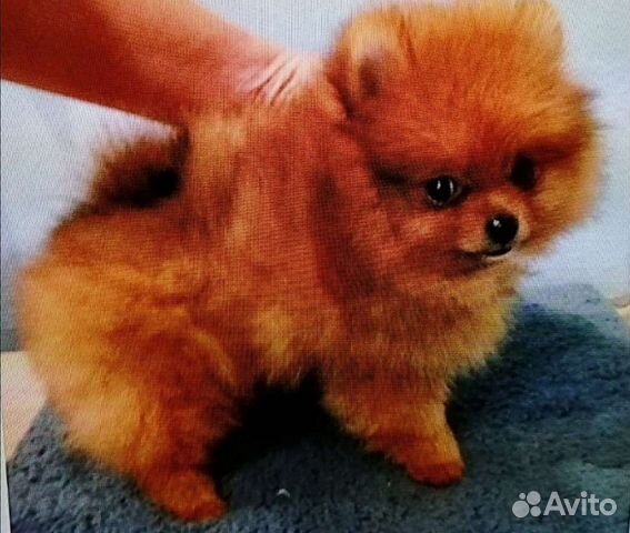 Померанский шпиц