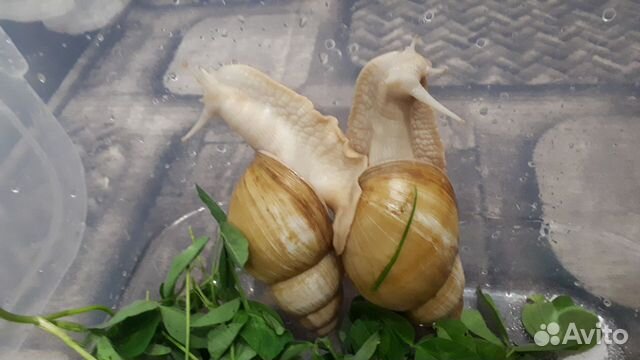 Улитка ахатина