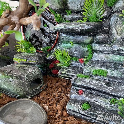 Эублефар с террариумом