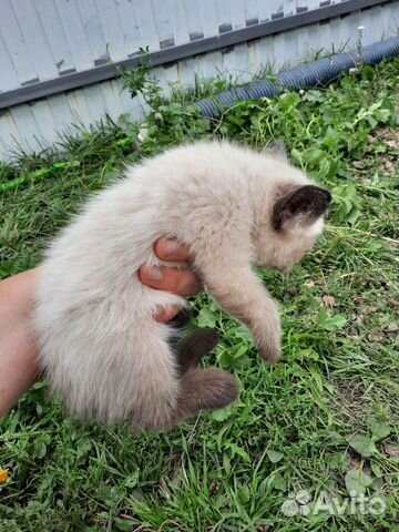 4 милых котёнка ищут дом