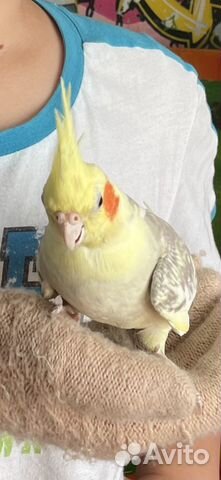 Попугаи корелла с клеткой