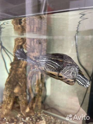 Черепаха красноухая 2 шт