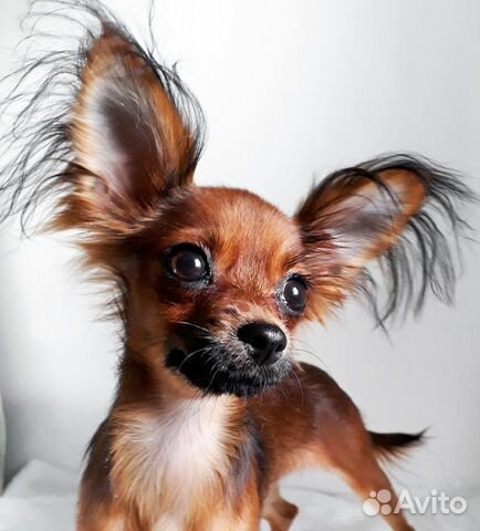 Красивейшие девочка и мальчик. Рыжики