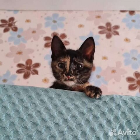 Кошки в добрые руки