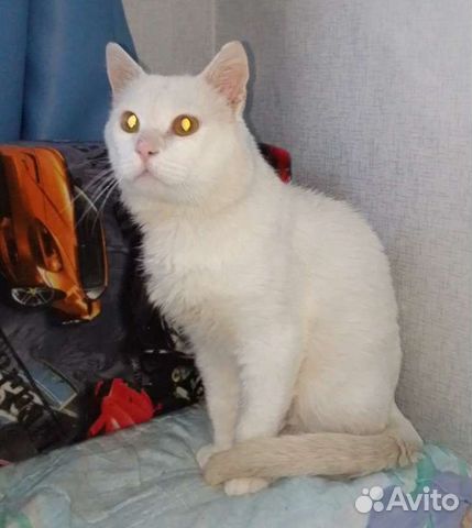 Котик, котофей