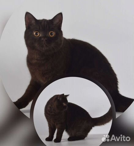 Шоколадный мишка от элитных родителей