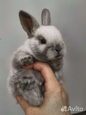 Декоративные кролики