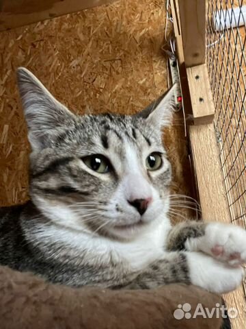 Котенок Катюша в добрые руки