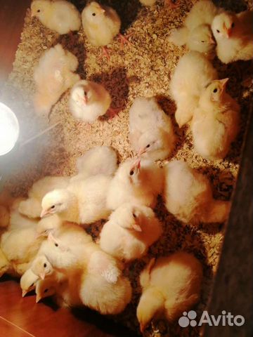 Цыплята бройлеры кобб 500 подрощенные