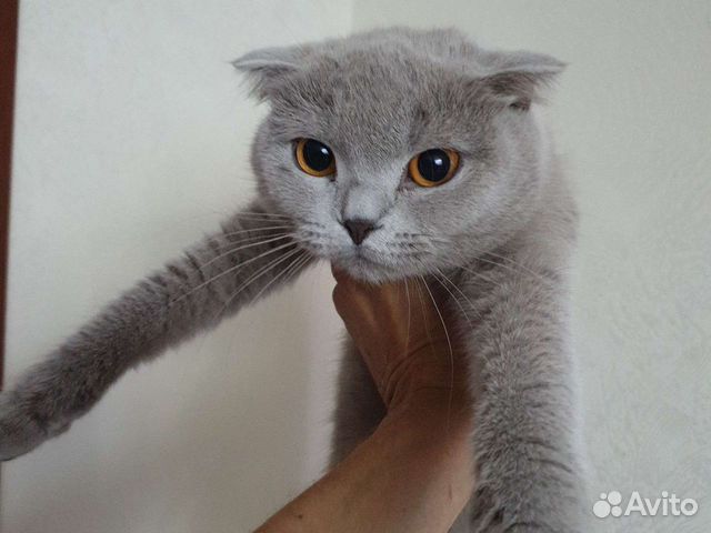 Шотландская вислоухая кошка подросток в дар