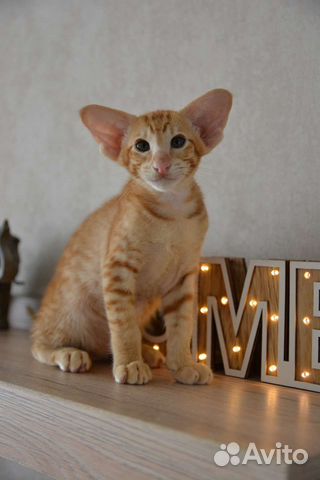 Золотой мальчик