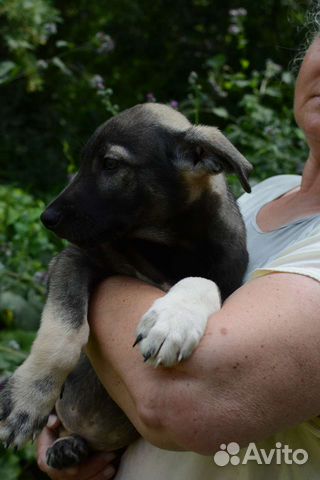 Привитый щенок, 2,5 мес