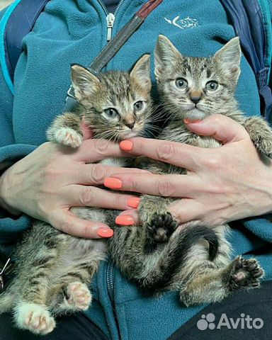 9 котят ищат дом