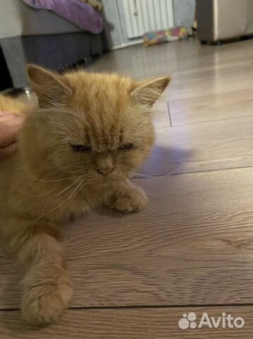 Персидская кошка или кот в добрые руки бесплатно