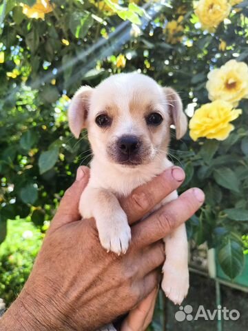 Щенки чихуахуа