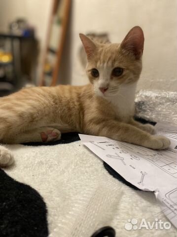 Котенок