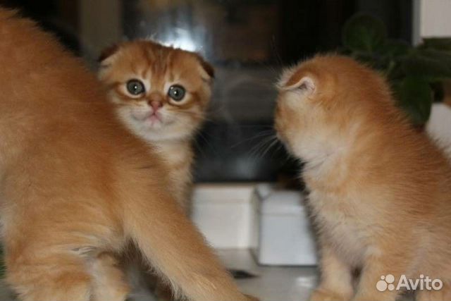 Золотые яркие котята