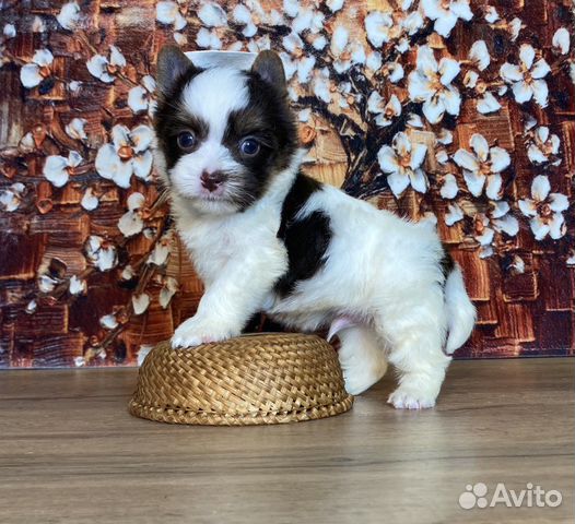 Биро мальчик кукольный