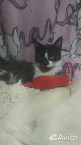 Кошка Лу, 9 месяцев