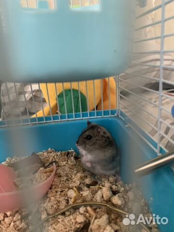 Джунгарский хомяк маленький