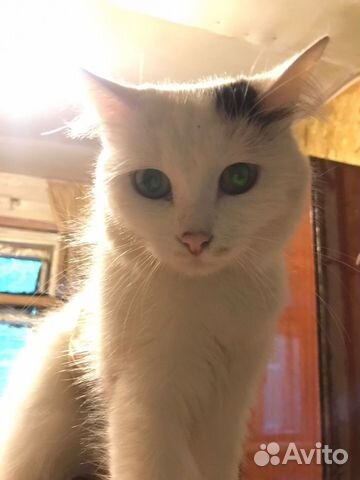 Кошка с родинкой, как у Мэрилин Монро