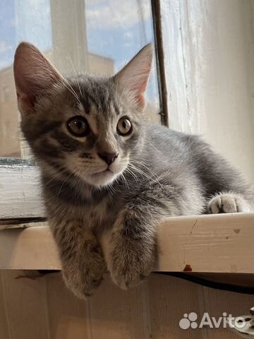 Удивительный котёнок