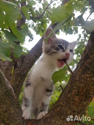 Котик в добрые руки