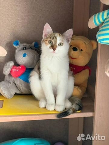 Котенок девочка в добрые руки
